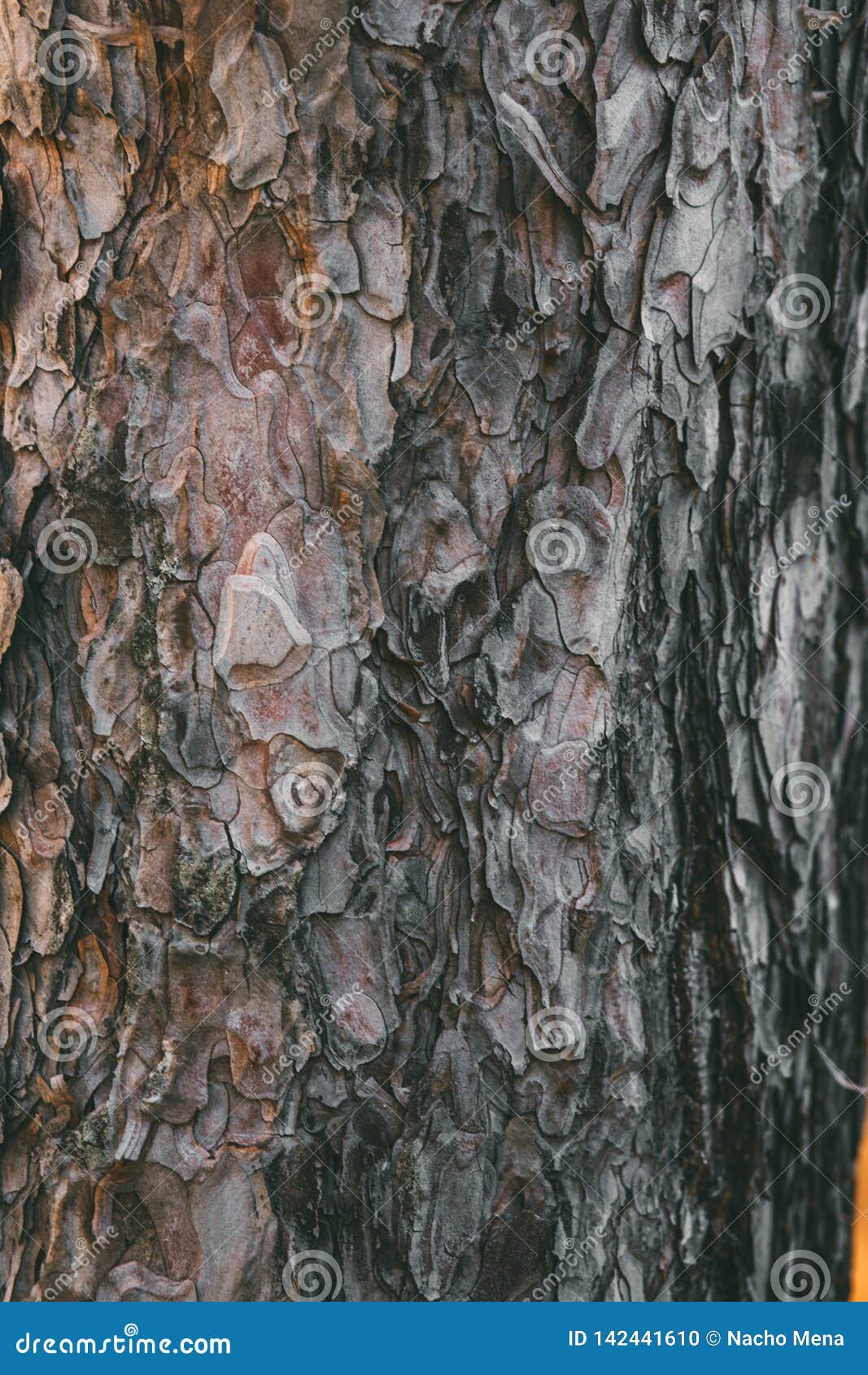 Bark of Pine Tree Texture and Background. Close Up View of Old and ...