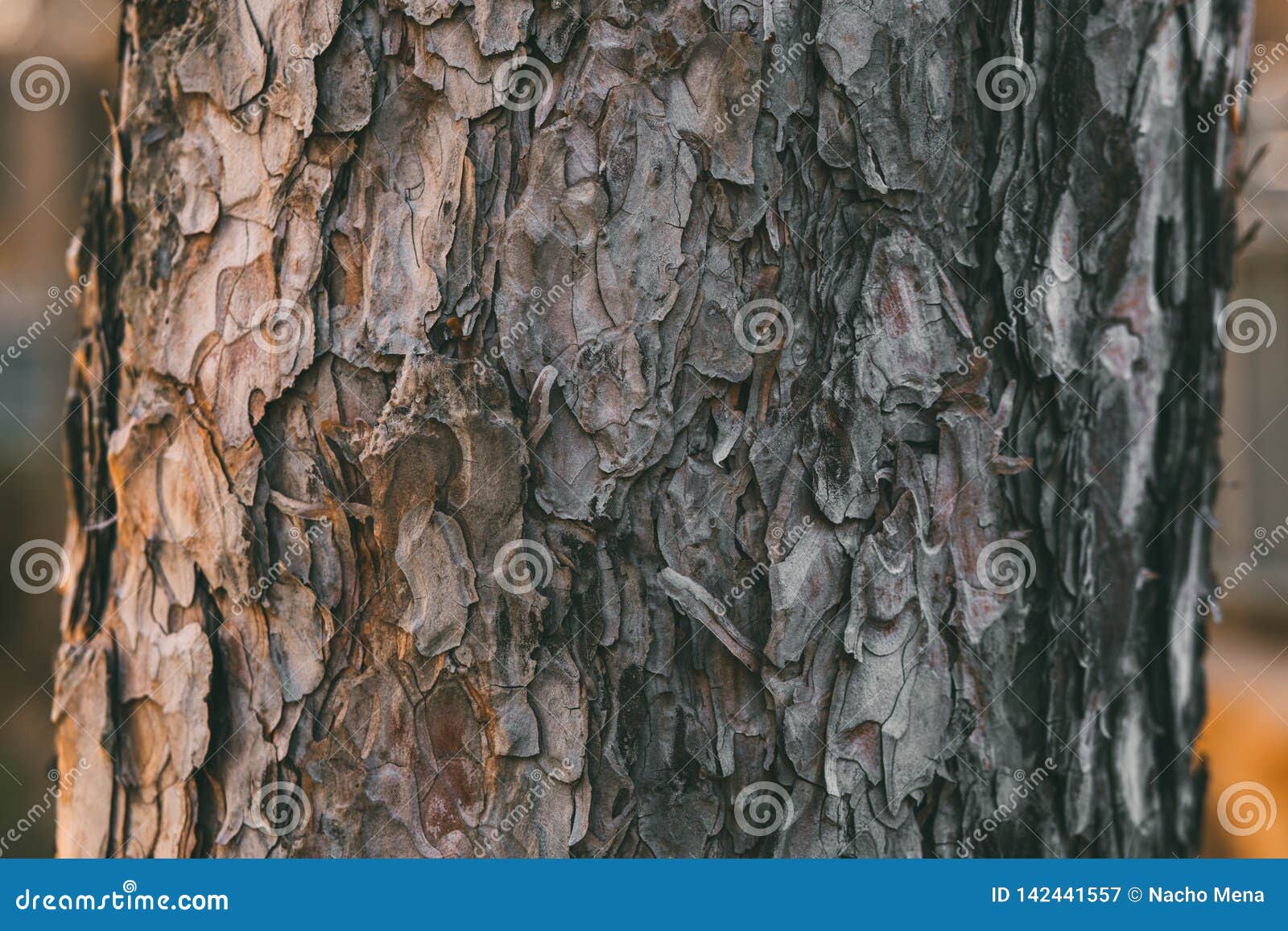 Bark of Pine Tree Texture and Background. Close Up View of Old and ...