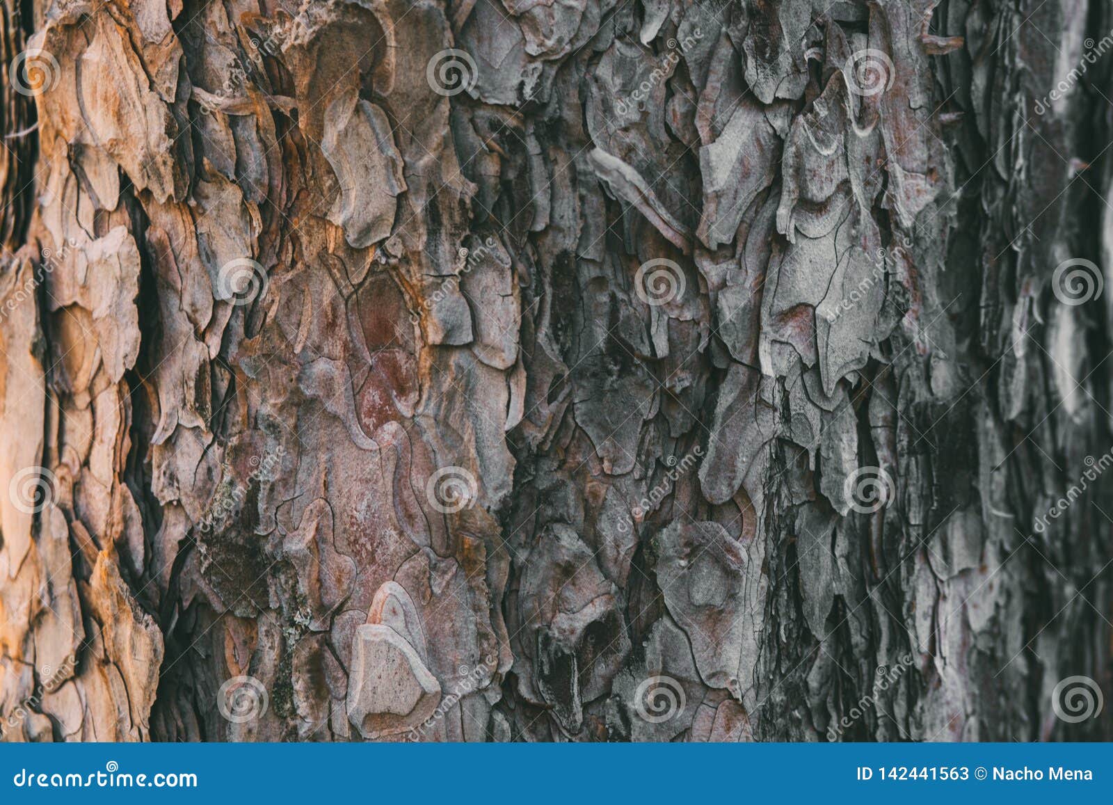 Bark of Pine Tree Texture and Background. Close Up View of Old and ...