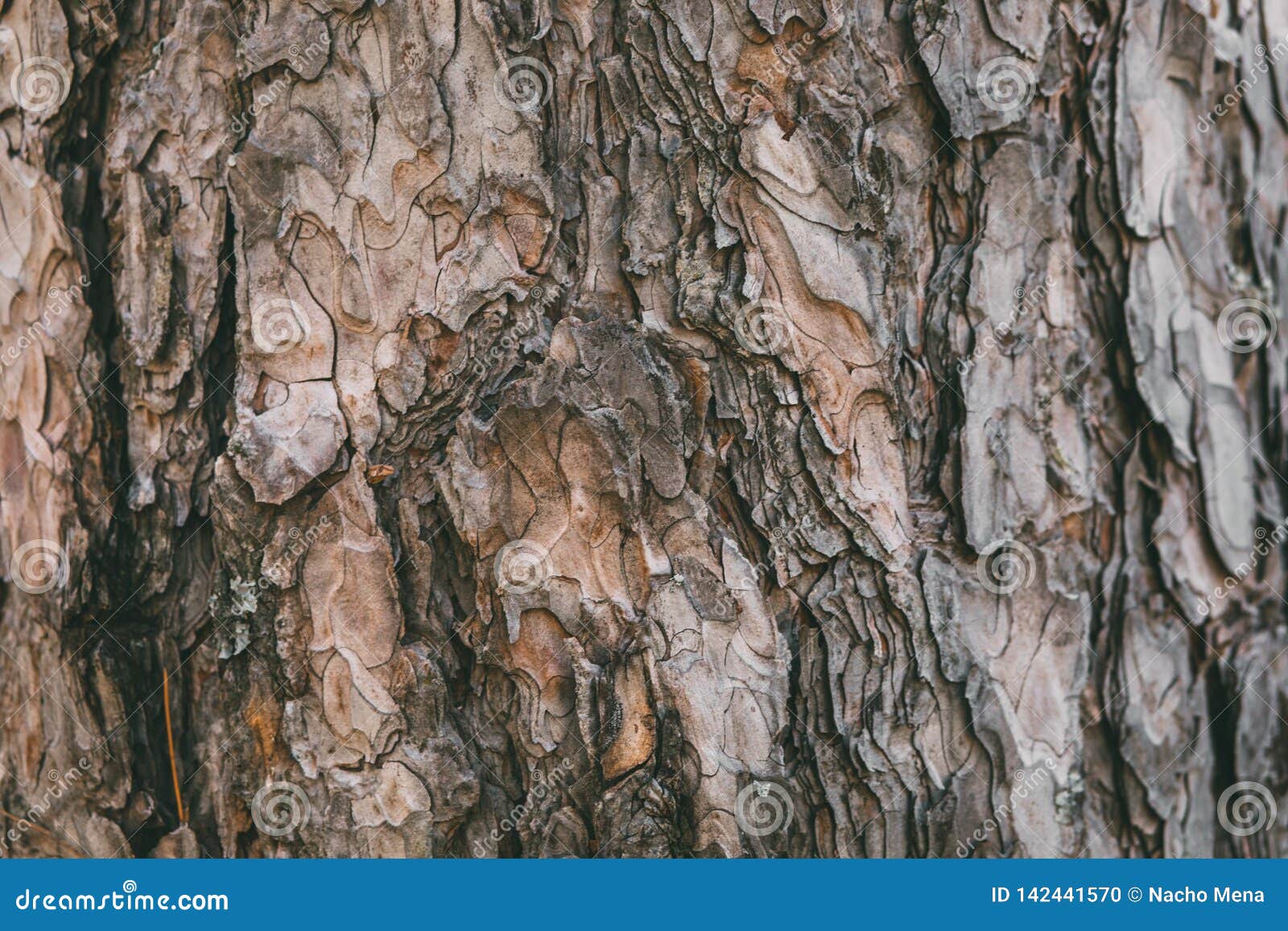 Bark of Pine Tree Texture and Background. Close Up View of Old and ...
