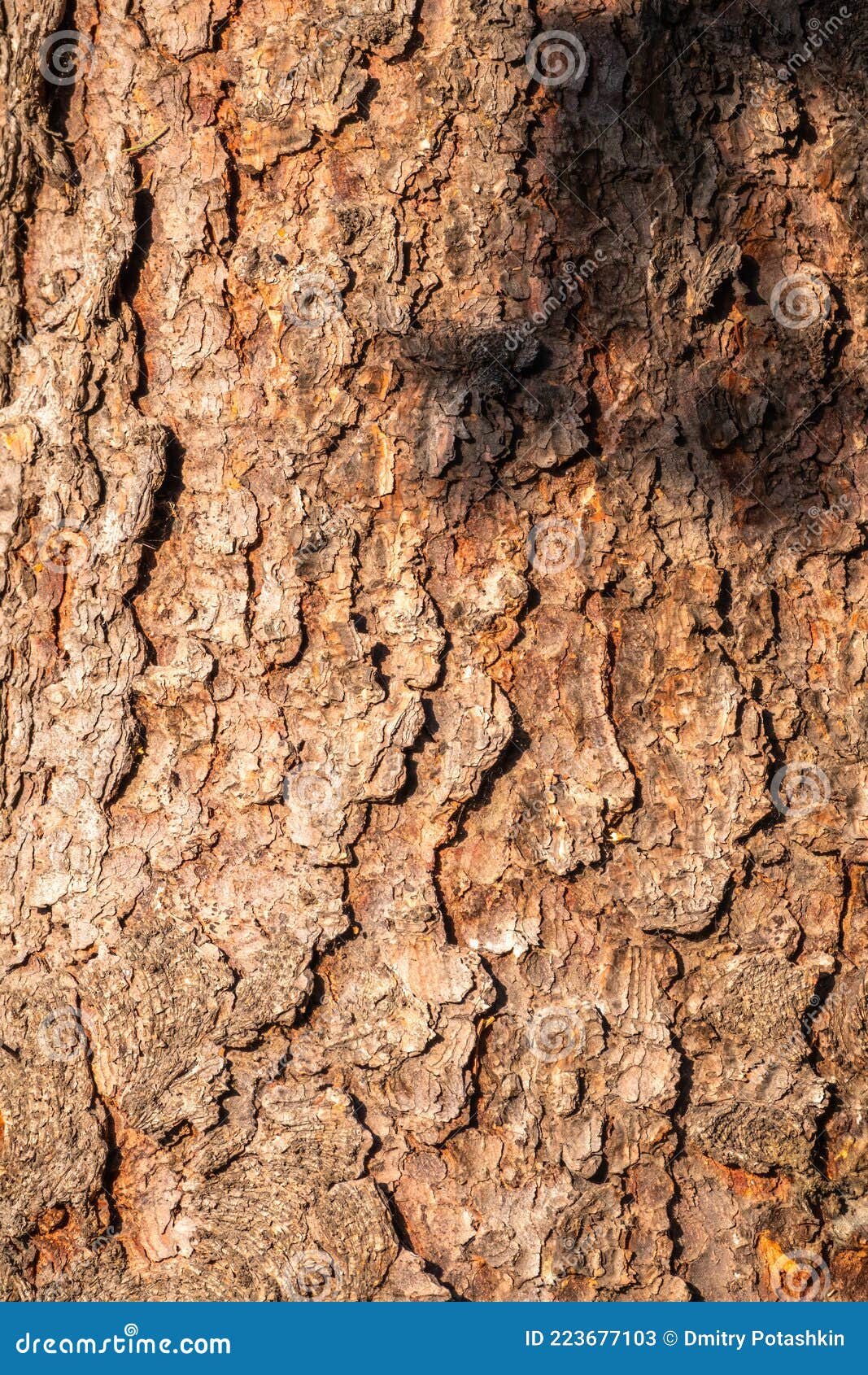 Bark of Pine Tree. the Texture of Spruce Bark Stock Image - Image of ...
