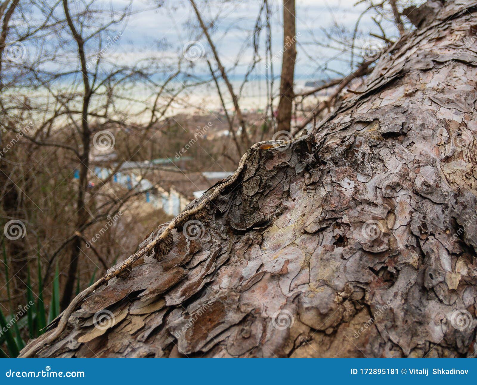 Bark on a Pine Trunk Damaged by Insects. Stock Image - Image of insect ...