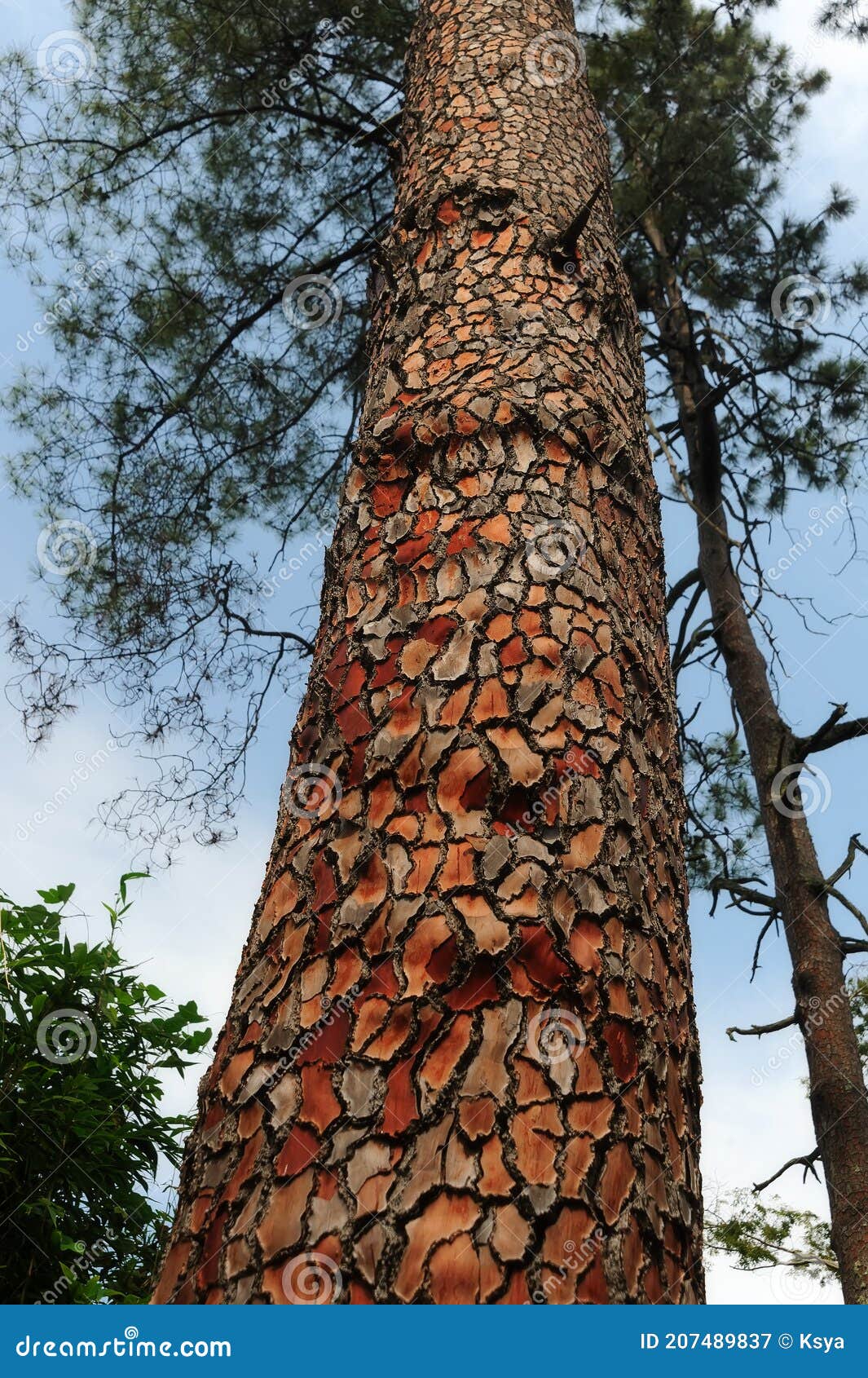Bark of maritime pine stock image. Image of trunk, winter - 207489837