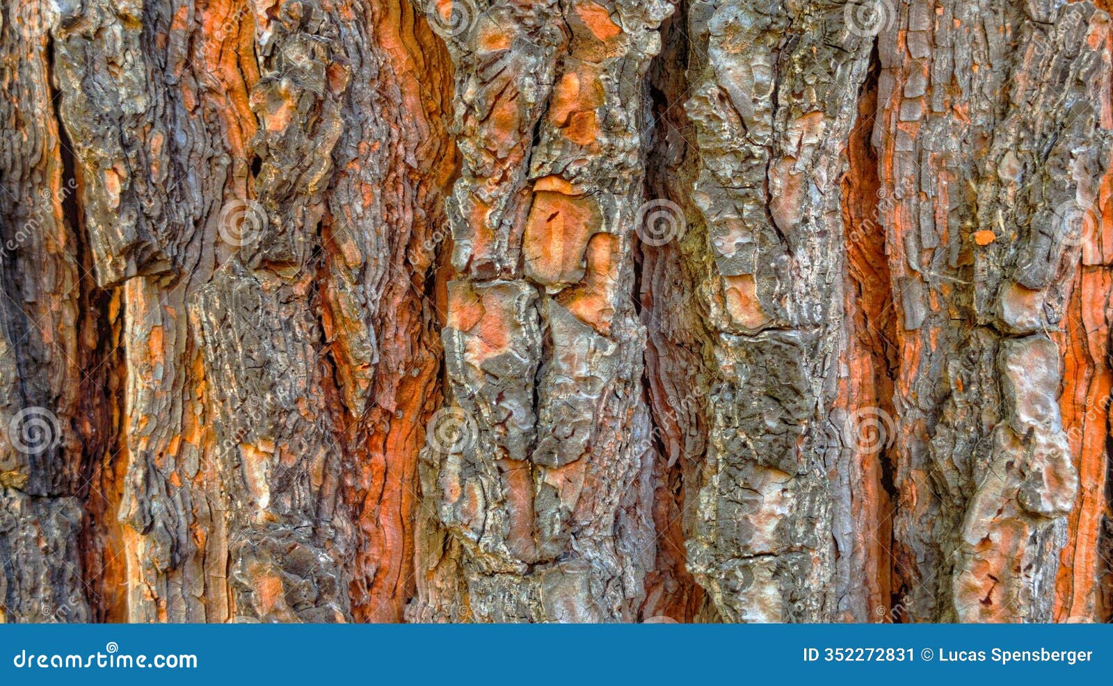 Bark of Pinus radiata tree stock image. Image of radiata - 352272831