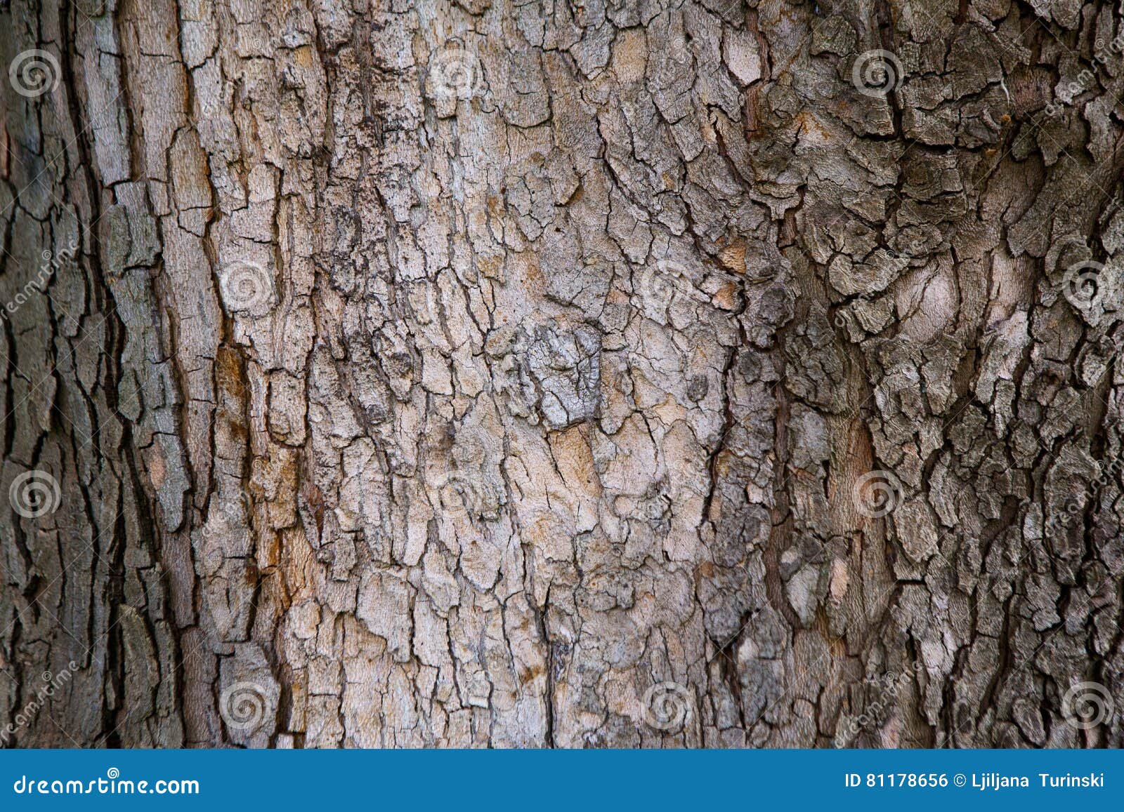 Bark of plane tree stock photo. Image of lumber, natural - 81178656