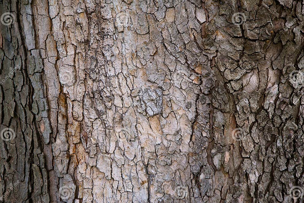 Bark of plane tree stock photo. Image of lumber, natural - 81178656