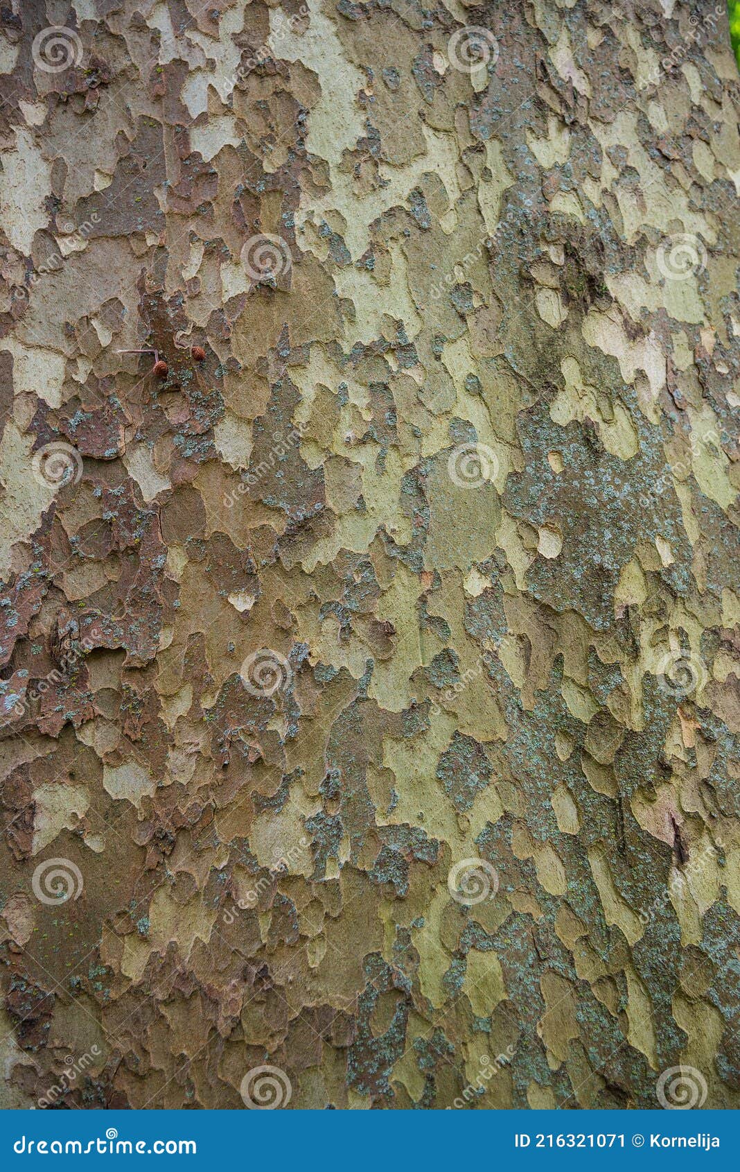 Bark of Platanus Acerifolia, Park in Olot Stock Image - Image of ...