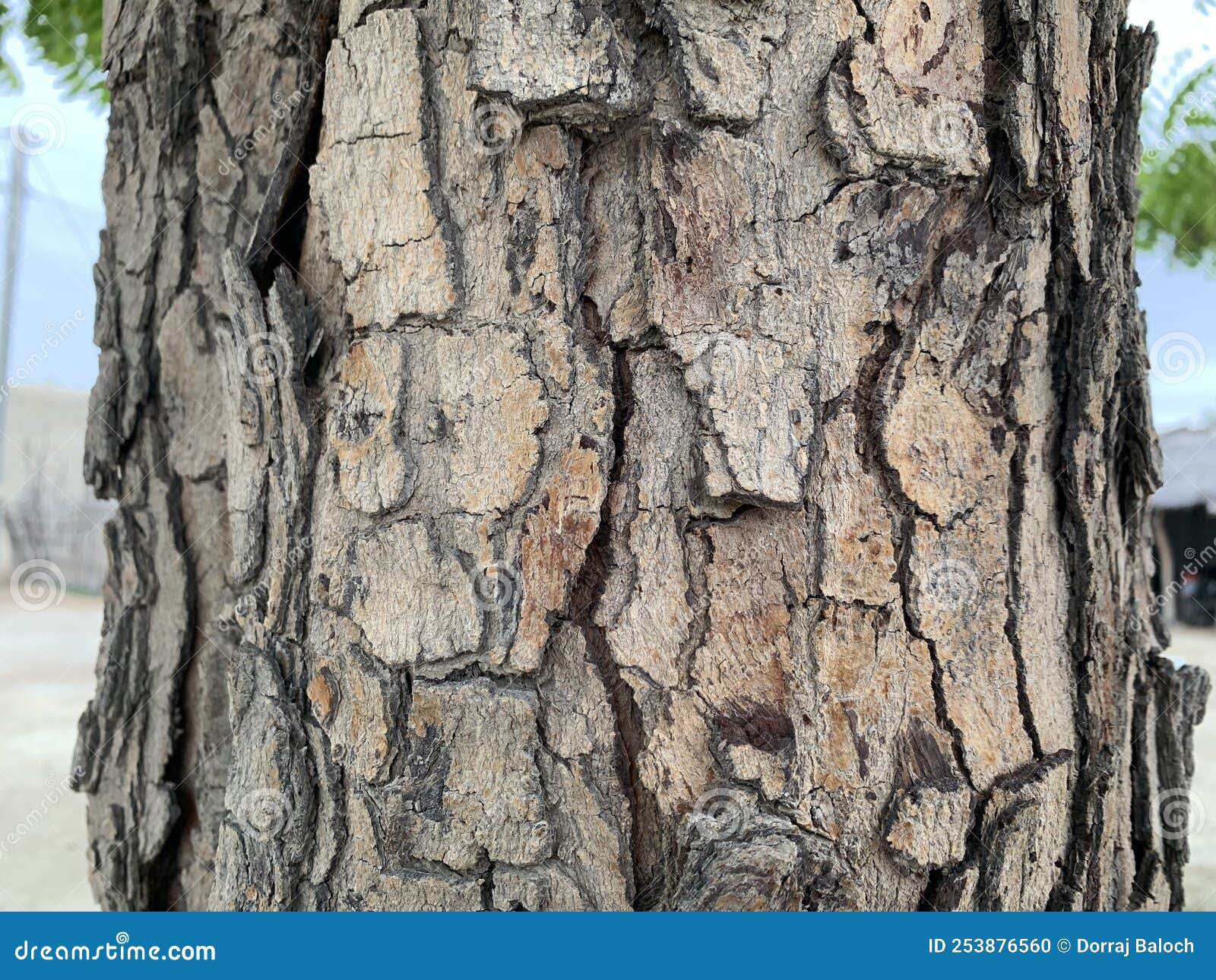 Neem tree bark stock photo. Image of lost, life, love - 253876560