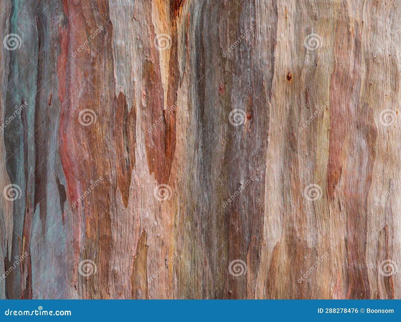 Abstract Texture Background of Colorful of Eucalyptus Deglupta Bark ...