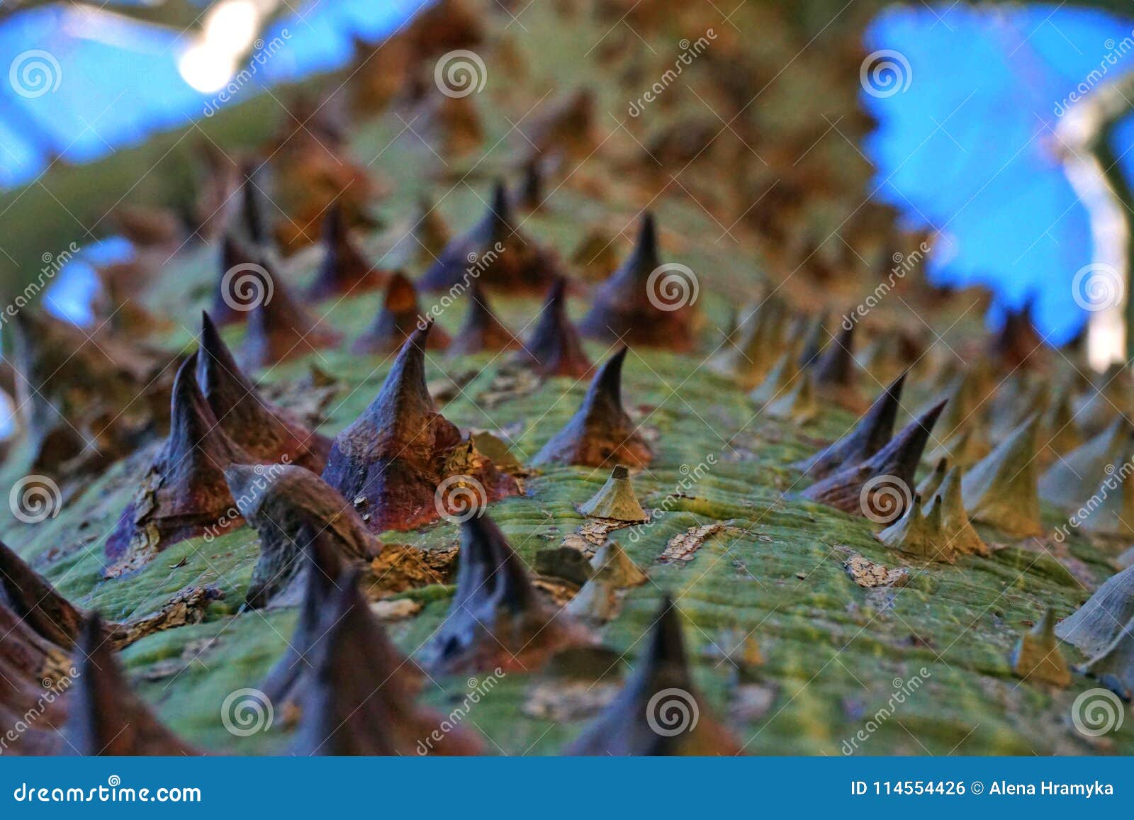 The Bark of a Rare Monkey Tree. Background of the Barbed Bark. Stock ...