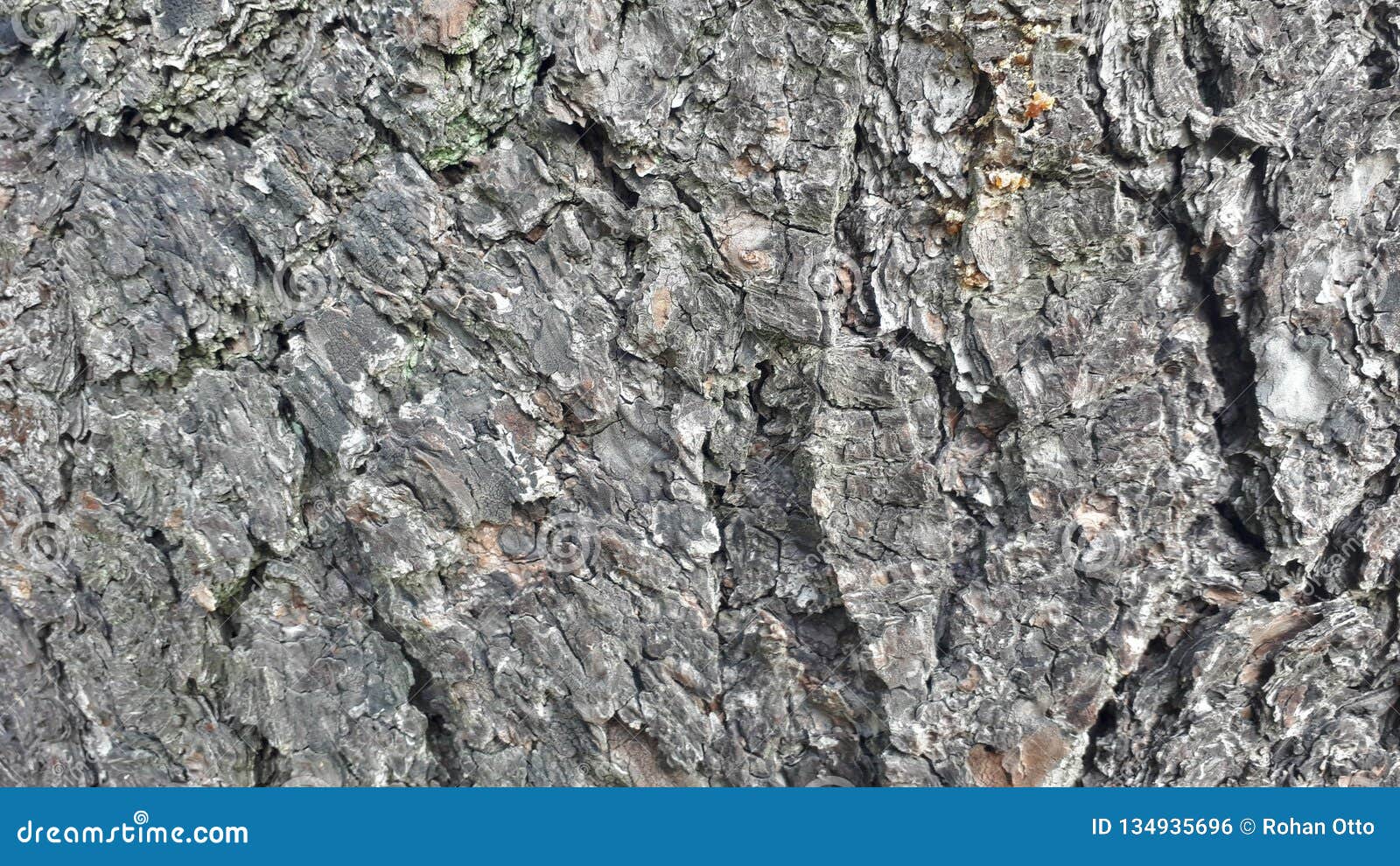 The Bark and the Beautiful 003 Stock Photo - Image of forest, bark ...