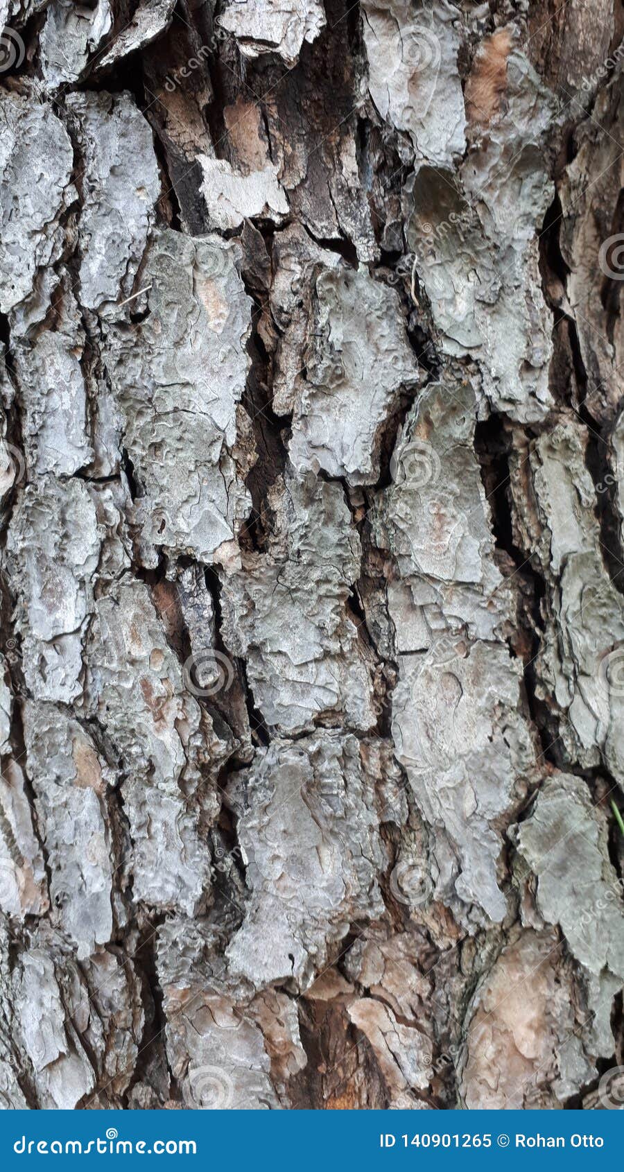 The Bark and the Beautiful 013 Stock Image - Image of wood, forest ...