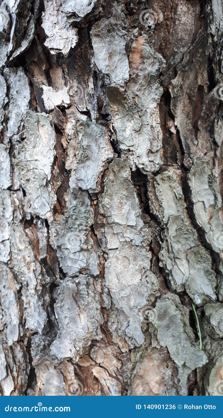 The Bark and the Beautiful 011 Stock Photo - Image of brown, beautiful ...