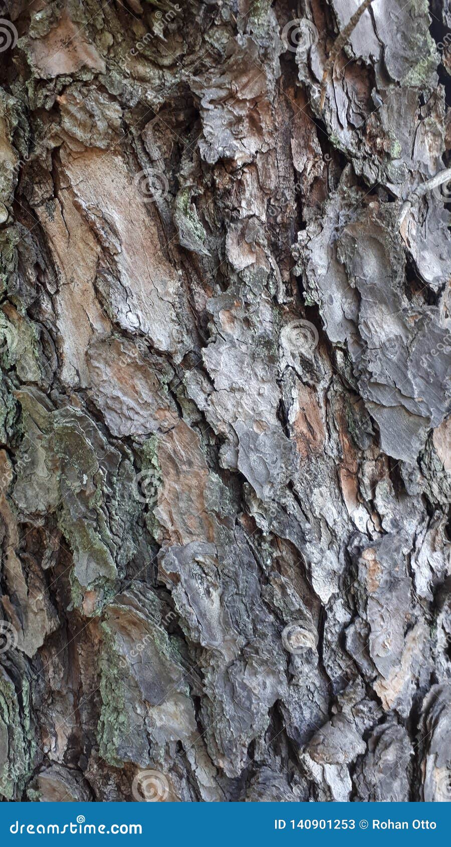 The Bark and the Beautiful 012 Stock Image - Image of tree, wood: 140901253