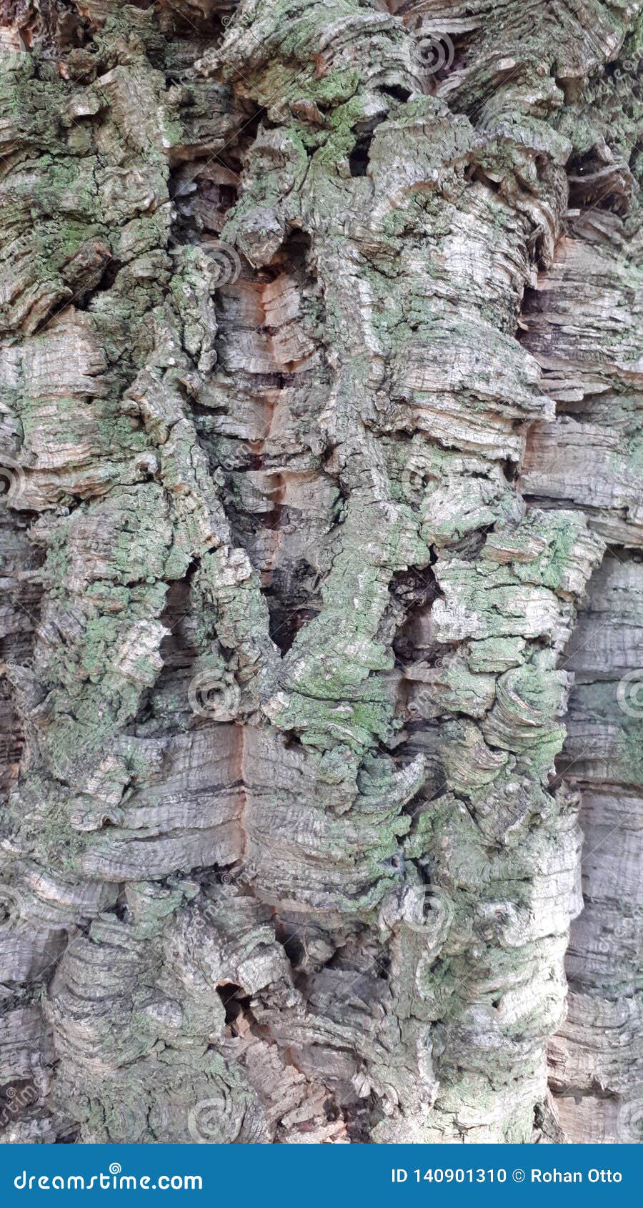 The Bark and the Beautiful 015 Stock Photo - Image of nature, brown ...