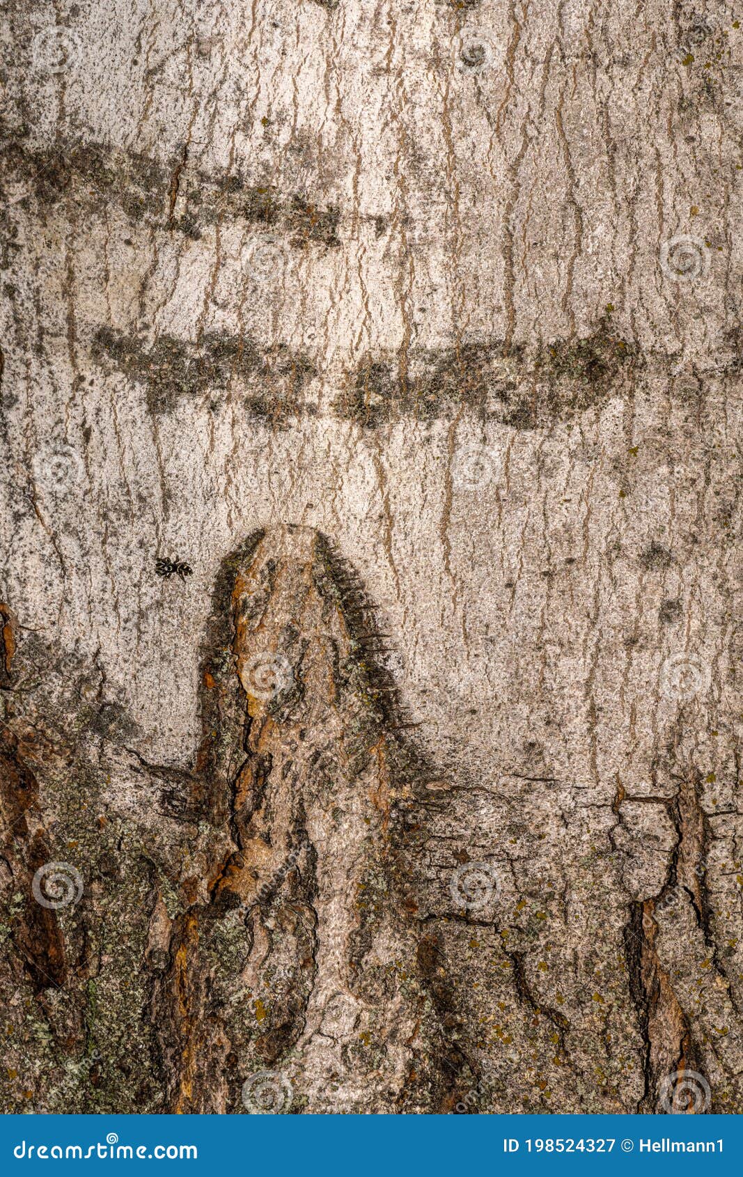 Bark of Red Maple stock image. Image of grey, outdoors - 198524327