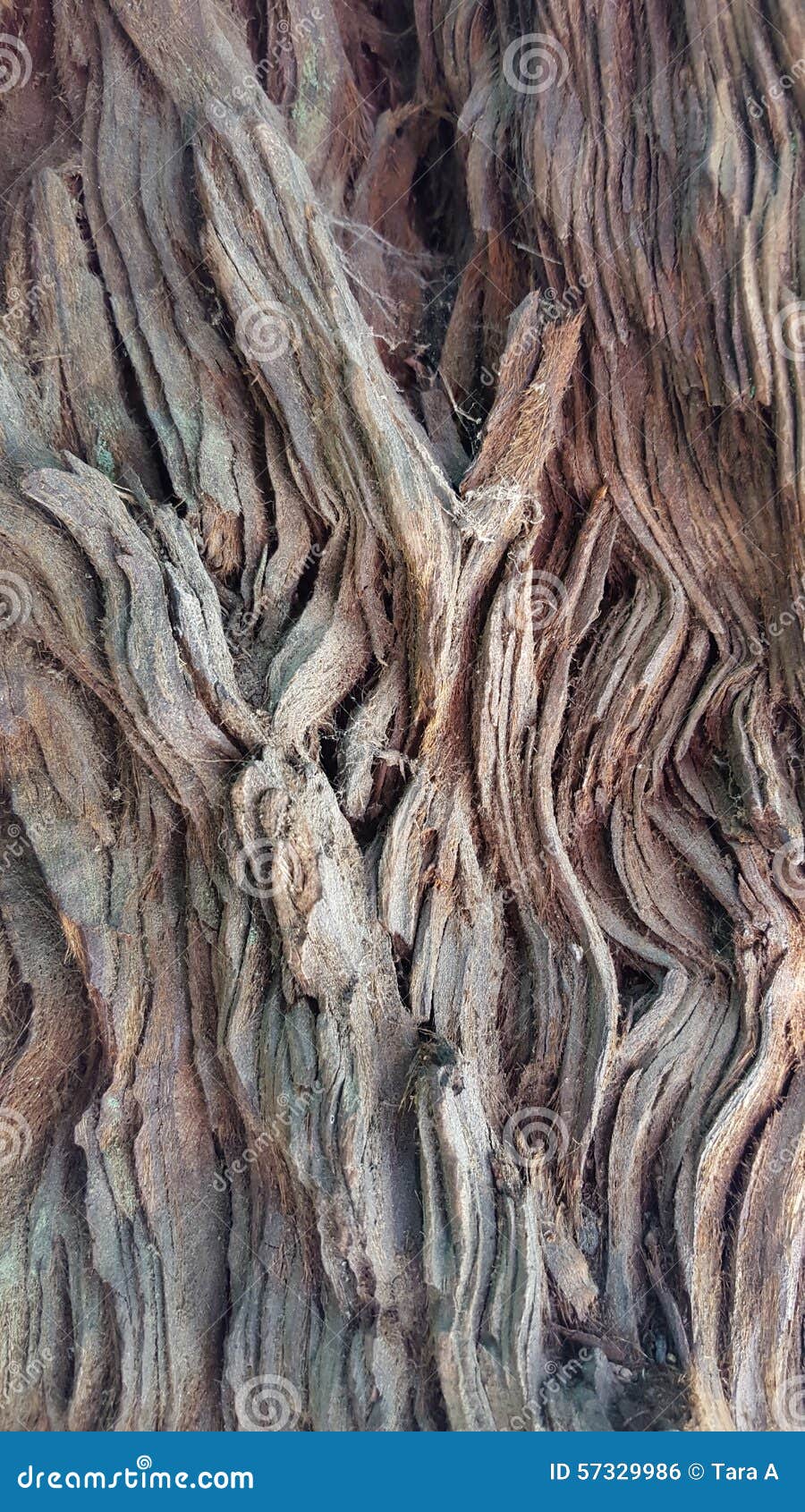 Bark of a Redwood stock photo. Image of pattern, bark - 57329986
