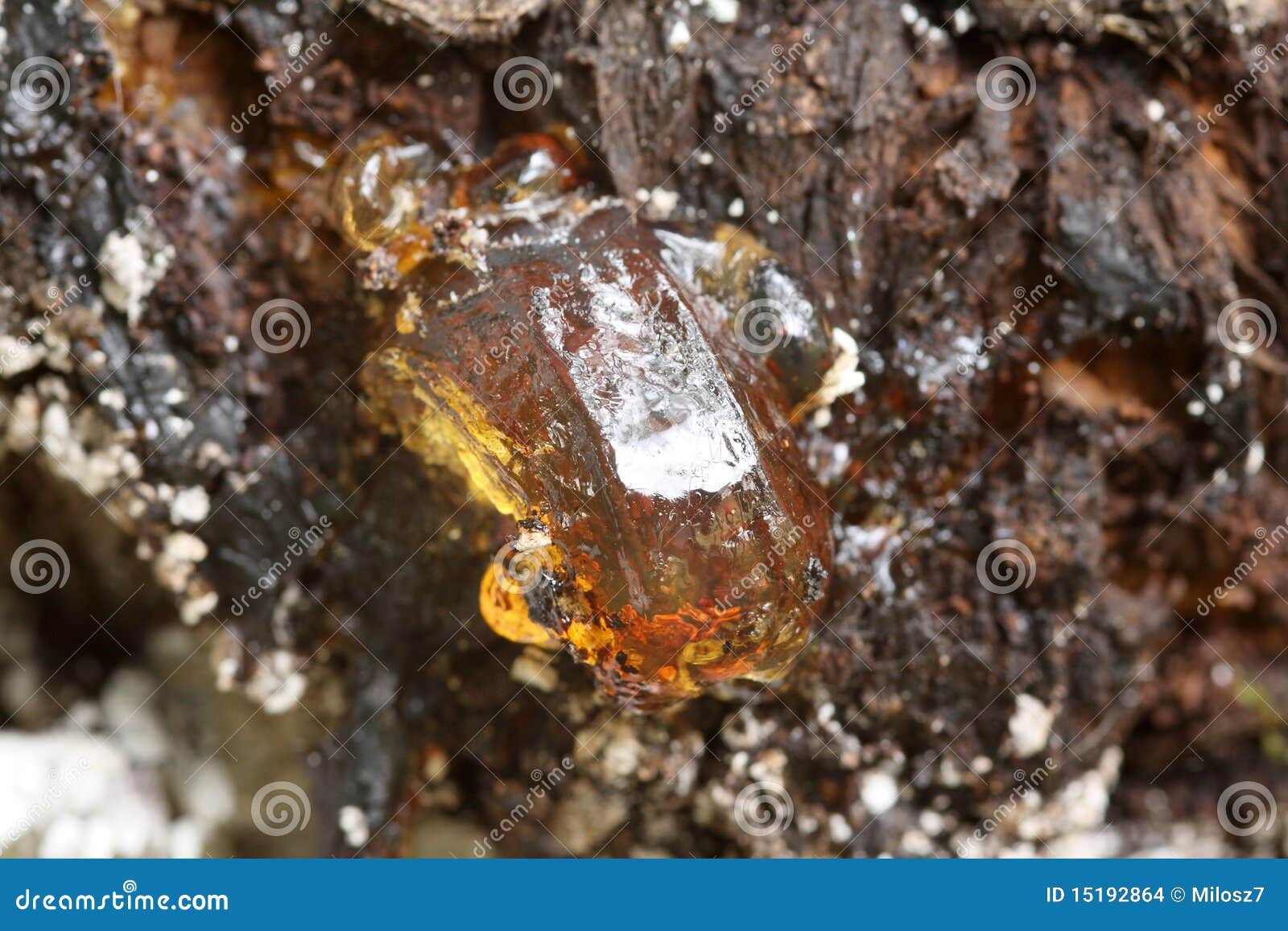 Bark and resin stock photo. Image of rich, drop, fragments - 15192864