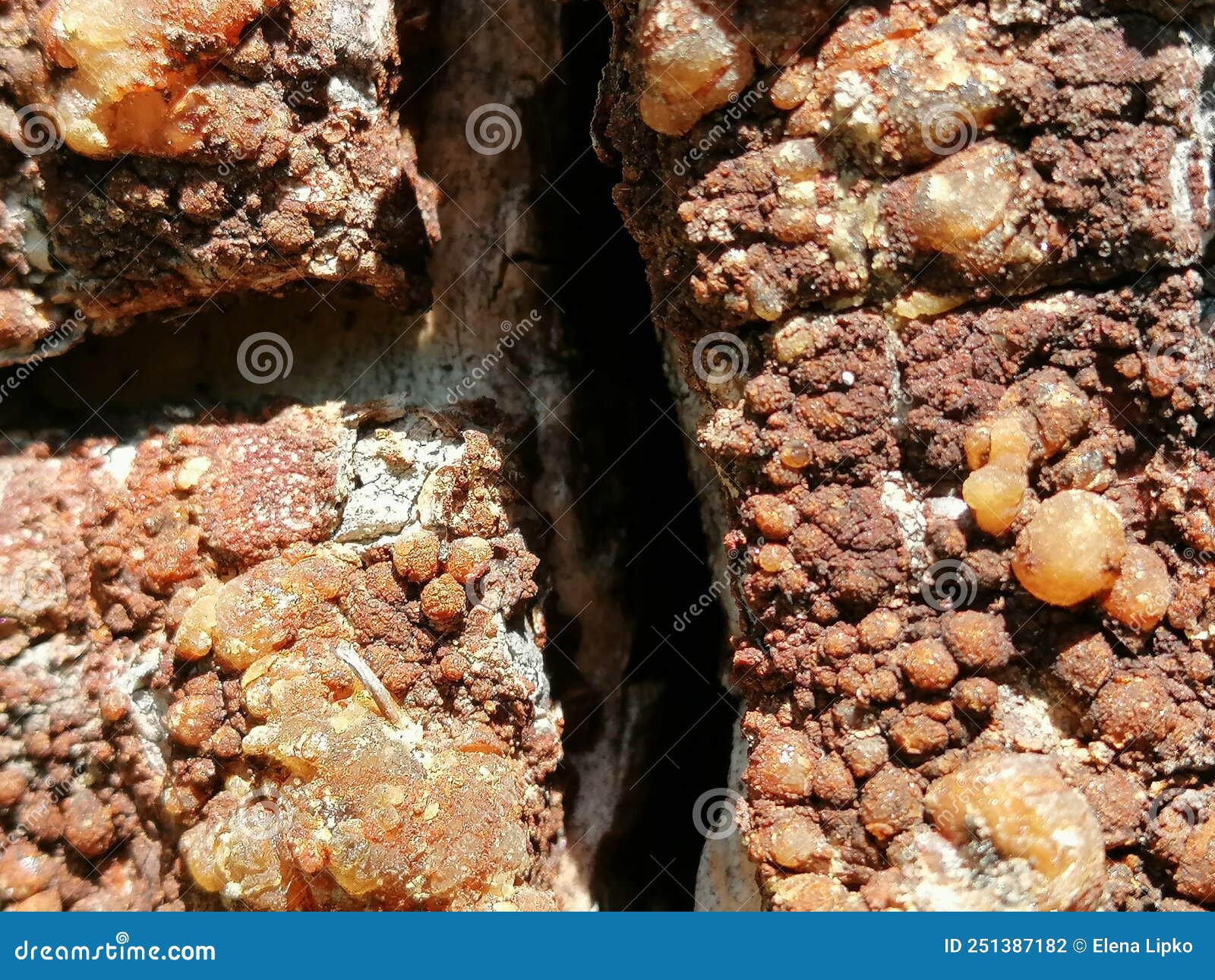 Bark and Resin Texture. Close Up Photo Stock Photo - Image of ...