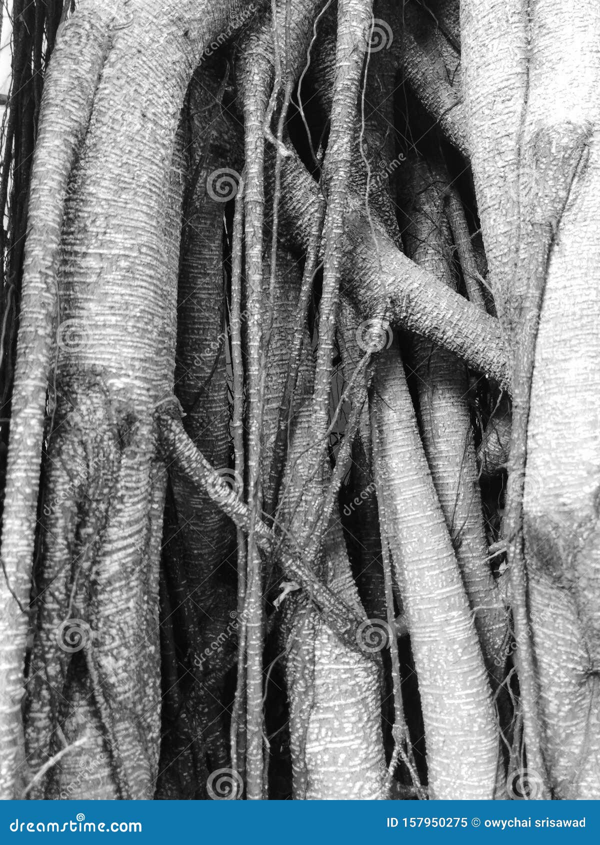 Old Bark Root Texture Stock Image | CartoonDealer.com #63657193