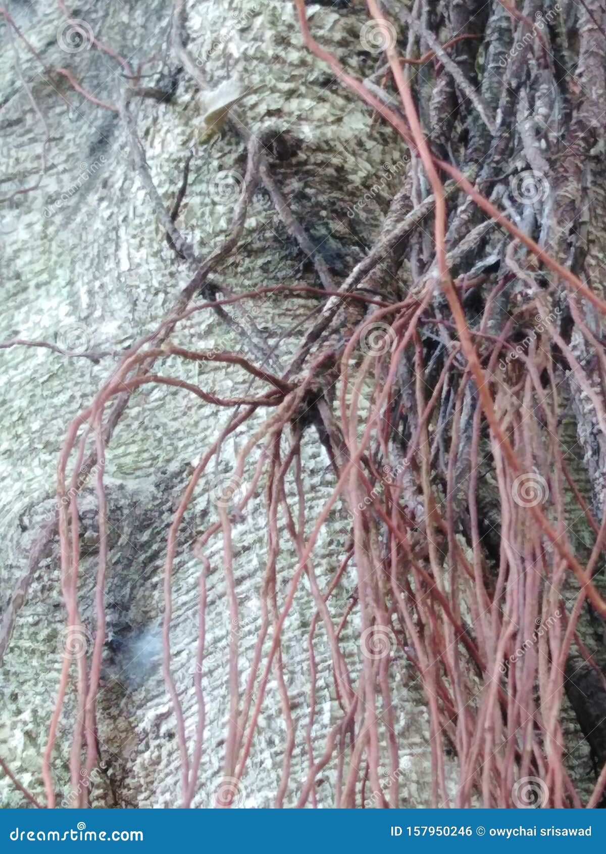 Old Bark Root Texture Stock Image | CartoonDealer.com #63657193