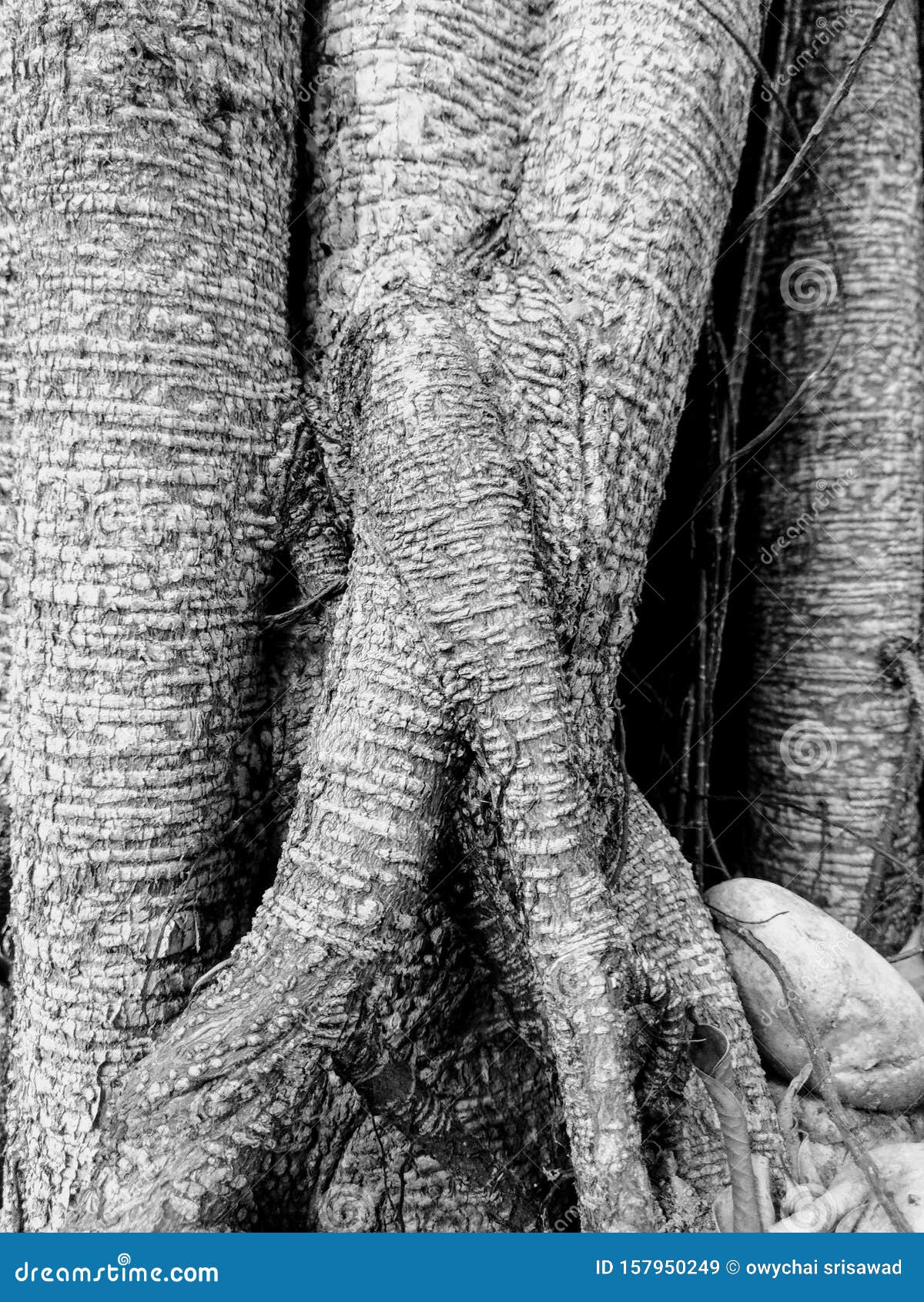 Old Bark Root Texture Stock Image | CartoonDealer.com #63657193