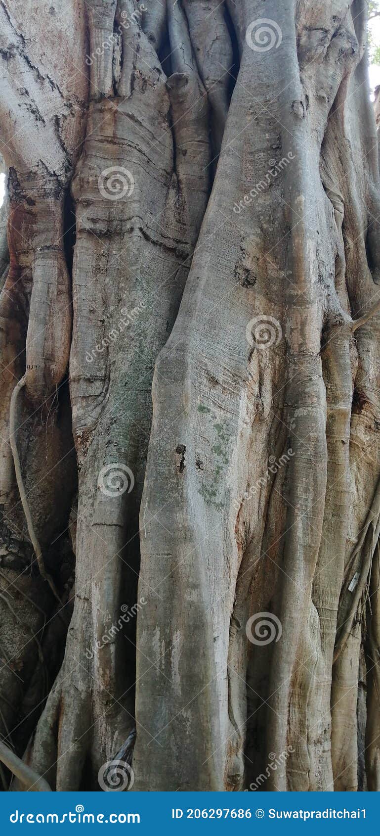 Old Bark Root Texture Stock Image | CartoonDealer.com #63657193
