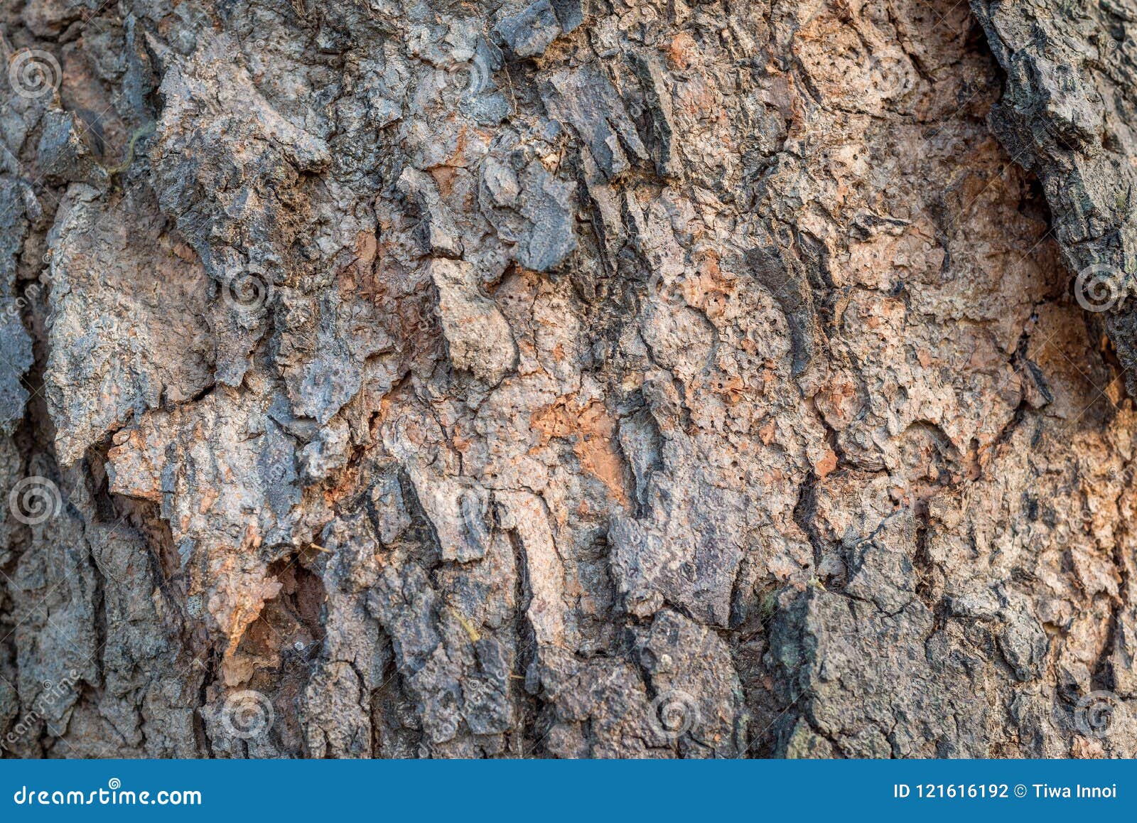 Bark stock photo. Image of nature, macro, abstract, material - 121616192