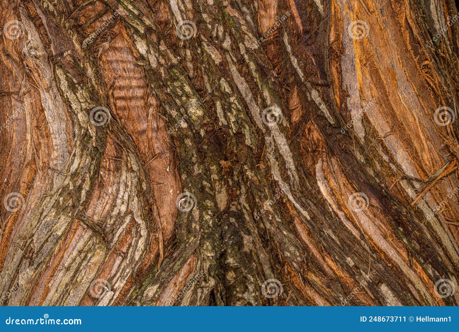 Bark of Russian Olive stock image. Image of texture - 248673711