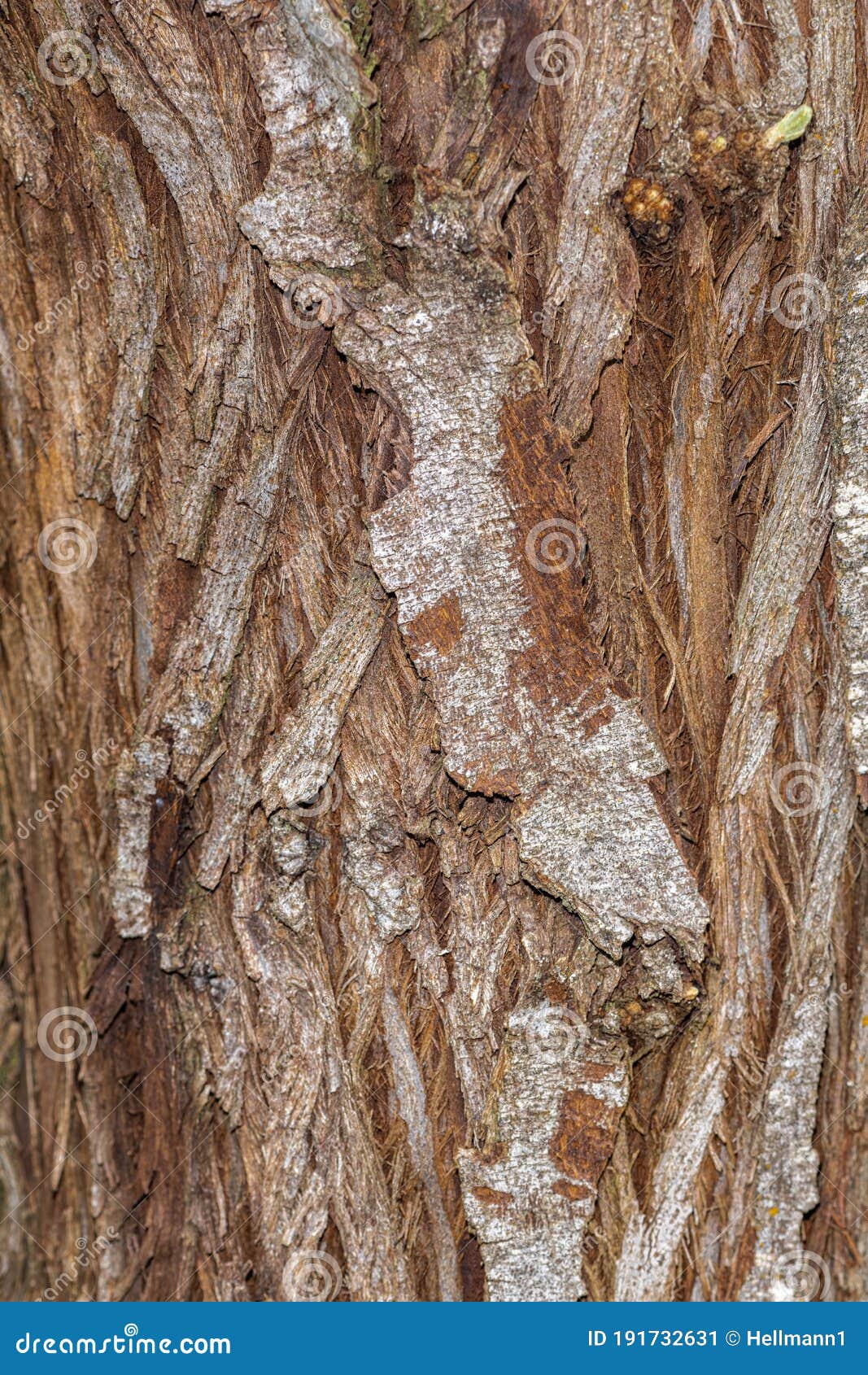 Bark of Russian Olive or Oleaster Stock Image - Image of bark, pattern ...