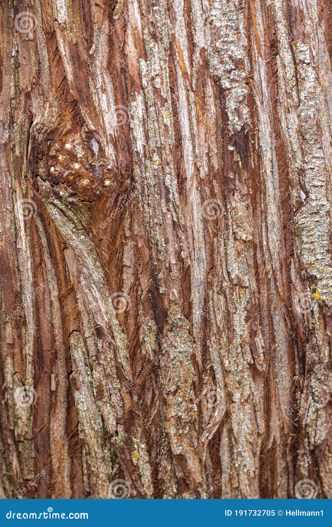 Bark of Russian Olive or Oleaster Stock Image - Image of material ...