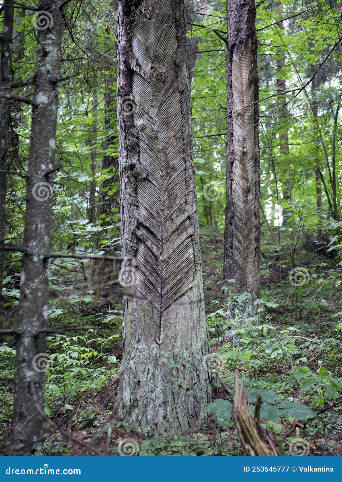 Bark Scraping for Pine Tree Sap Extracting. Scratches on Trunks ...