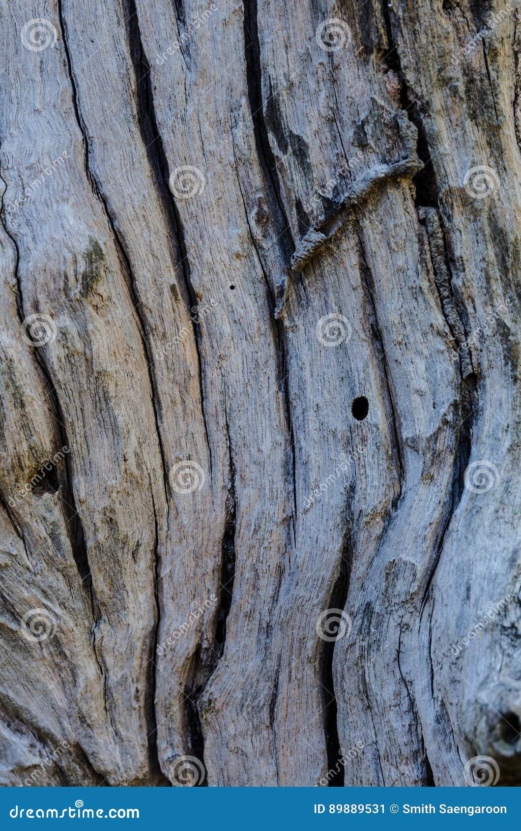 Bark stock image. Image of scratch, rough, dirty, lichens - 89889531
