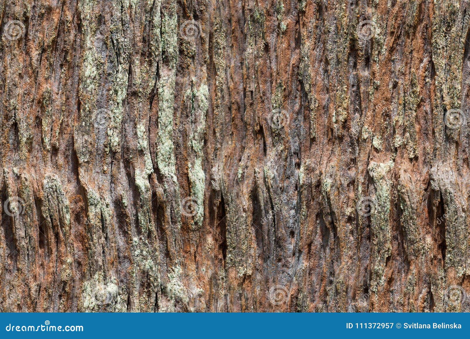 Bark Seamless Pattern, Skin Style Bark Stock Image - Image of cedar ...