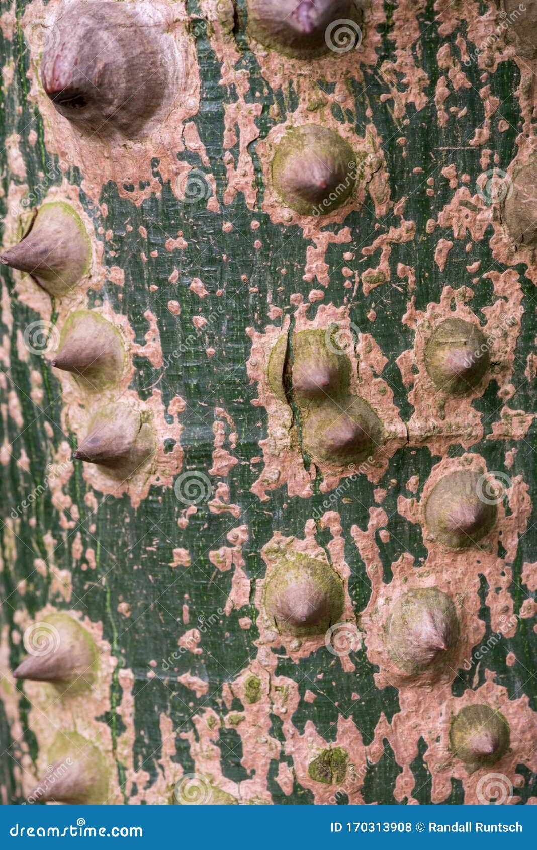 Bark of Silk Floss Tree stock photo. Image of spikes - 170313908