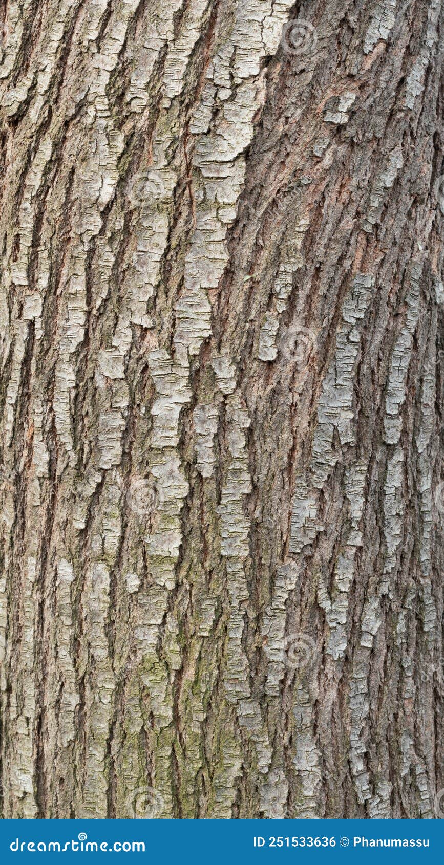 Bark of Silver Oak Tree Background Stock Photo - Image of abstract ...