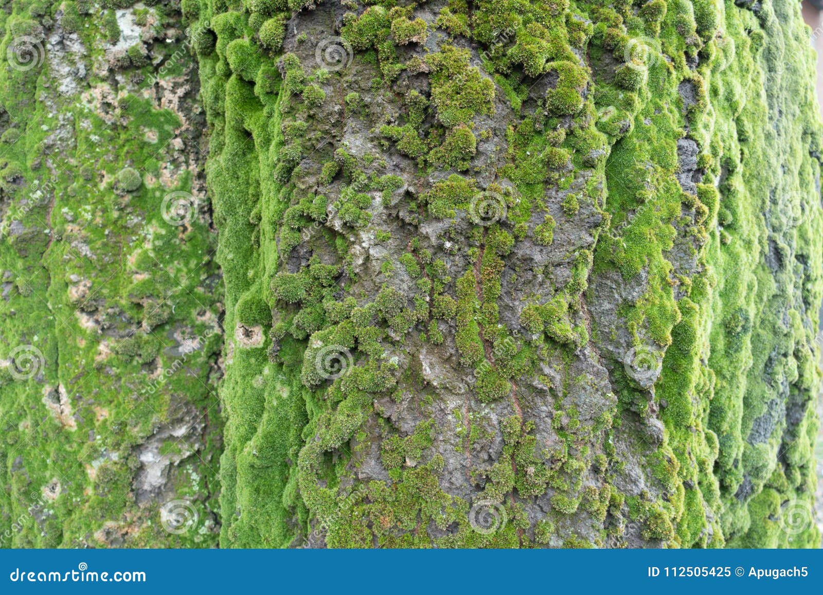 Bark of Silver Poplar Covered with Green Moss Stock Image - Image of ...