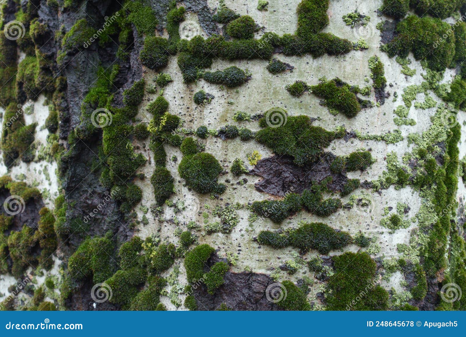 Bark of Silver Poplar with Dark Green Moss and Lichen Stock Photo ...