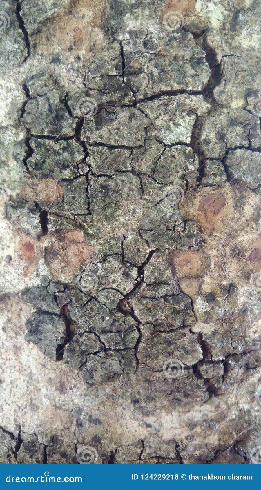 Bark stock photo. Image of garden, skin, bark, nature - 124229218