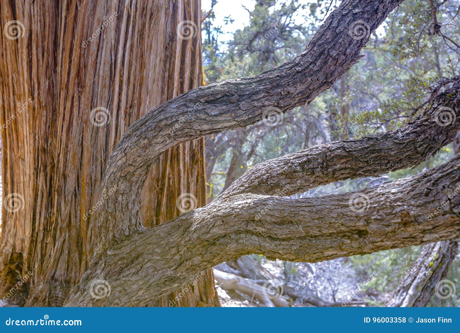 Bark and Slender Branches on a Tree in Lake Arrowhead Stock Photo ...
