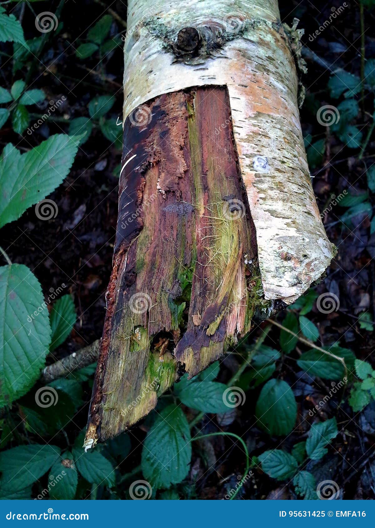 Bark Sliced Off Birch Tree stock image. Image of damage - 95631425