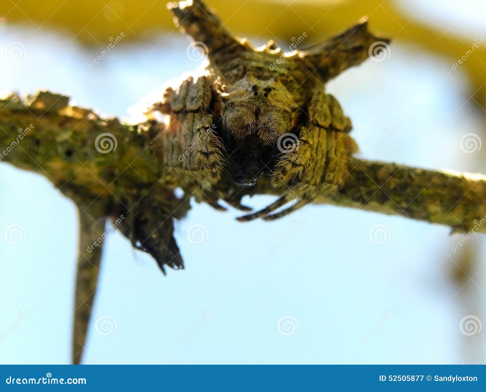 Bark Spider 1 stock image. Image of trees, caerostris - 52505877