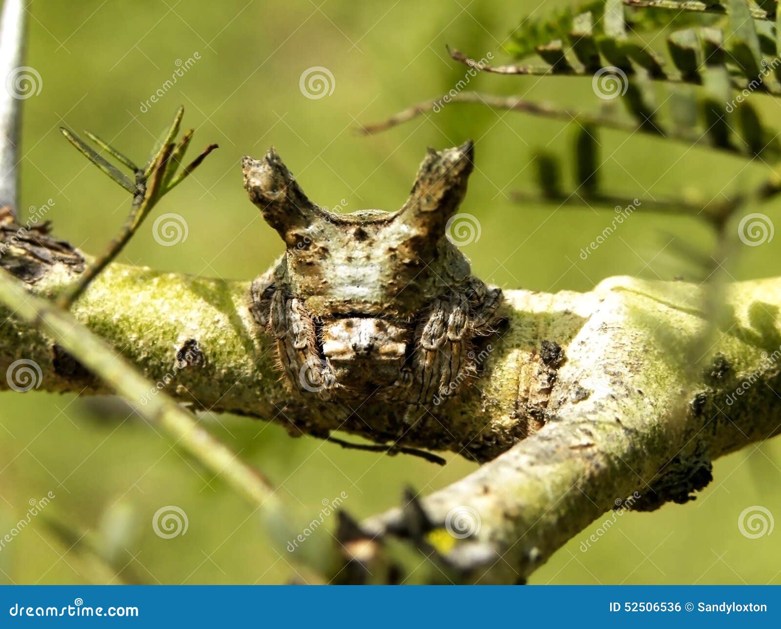 Bark Spider 5 stock photo. Image of spiders, bark, african - 52506536