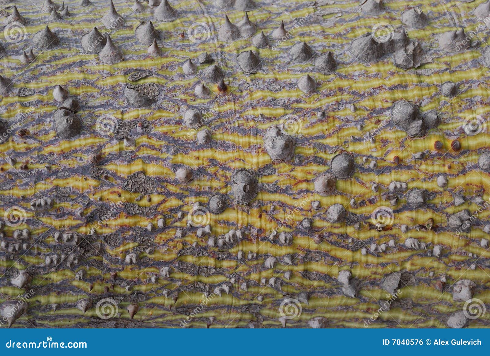 Bark of spiky tree stock photo. Image of spiked, bush - 7040576