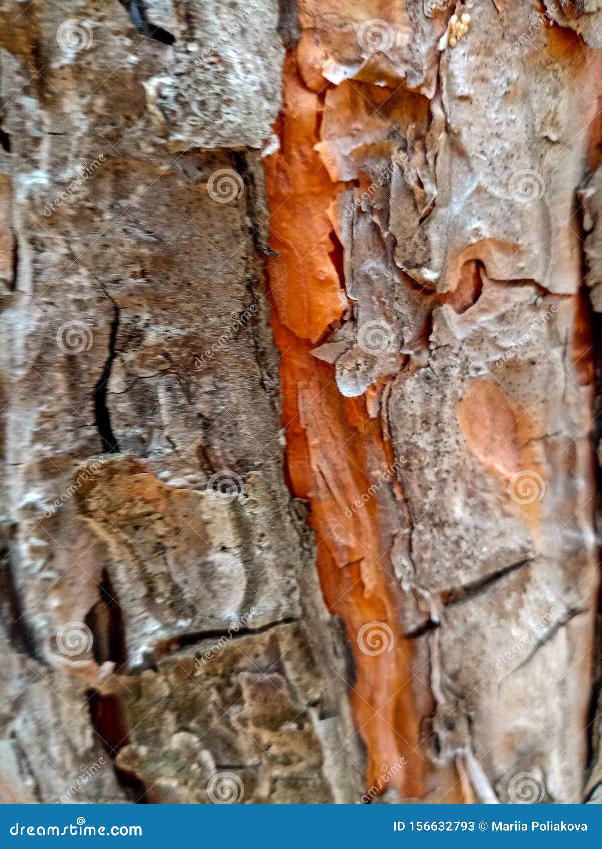 Bark of a Spruce Tree. Pine. Nature Stock Image - Image of plant ...