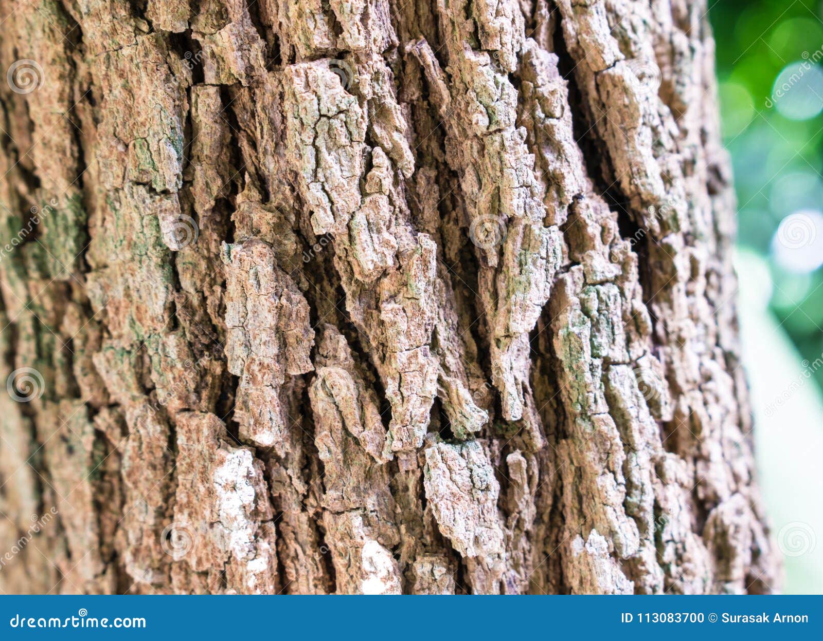 Hard Plant Stem Bark