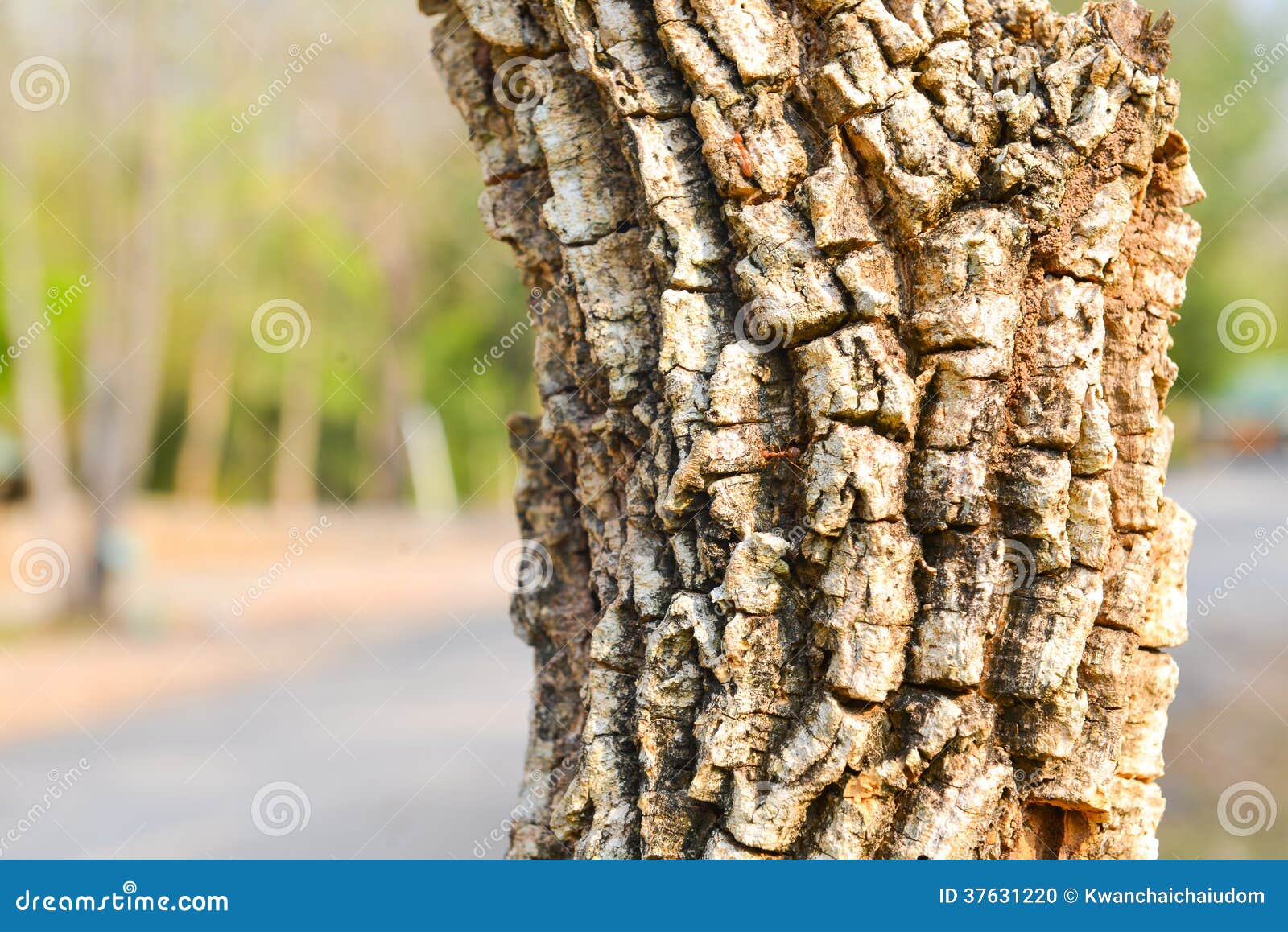 Bark stem tree stock photo. Image of forest, rough, macro - 37631220