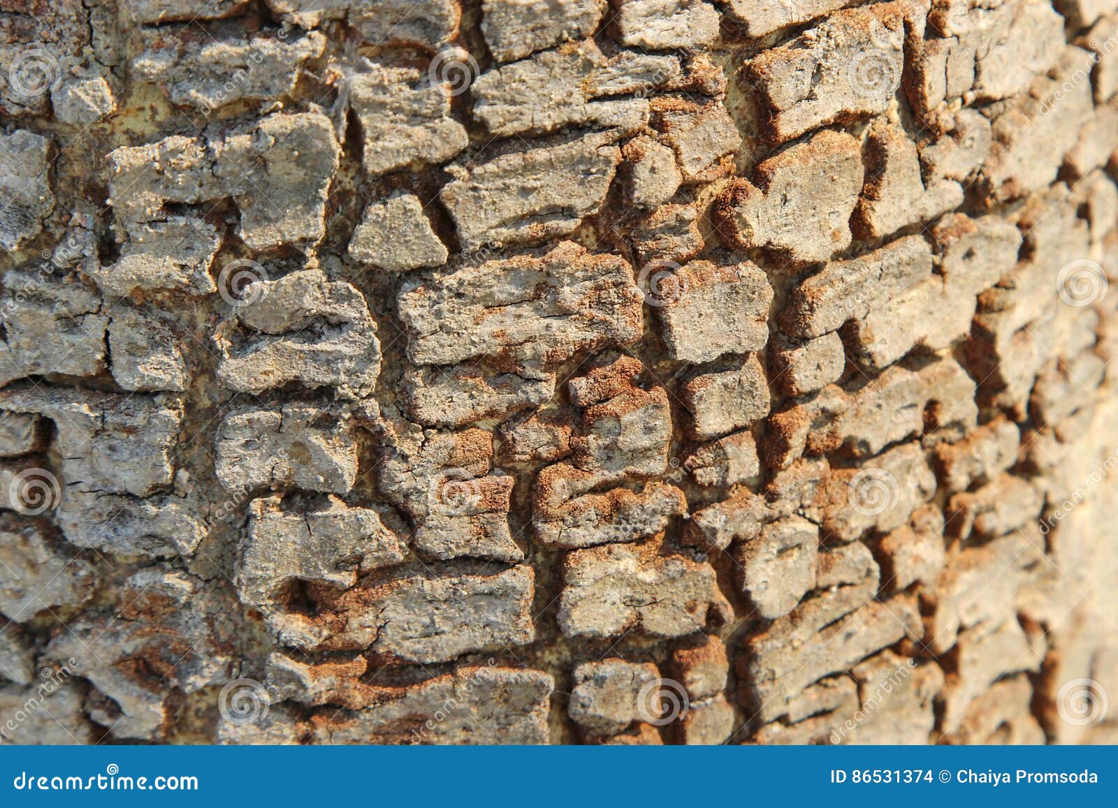 Bark stock photo. Image of amazing, bark, beautiful, striped - 86531374