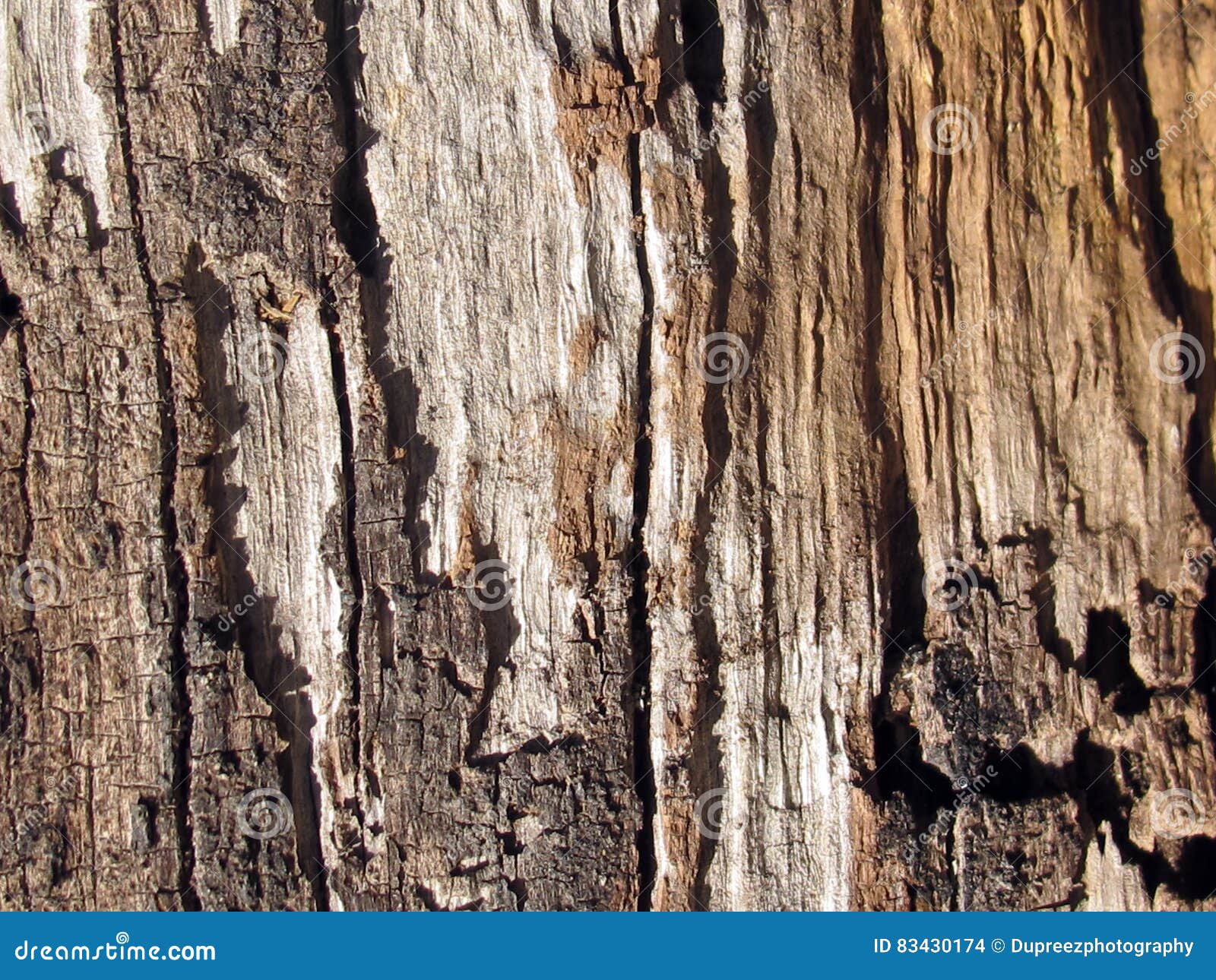 Bark strips on an old tree stock photo. Image of torn - 83430174