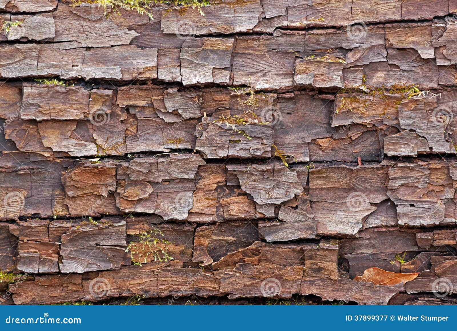 Bark surface cracked stock image. Image of aging, trunk - 37899377